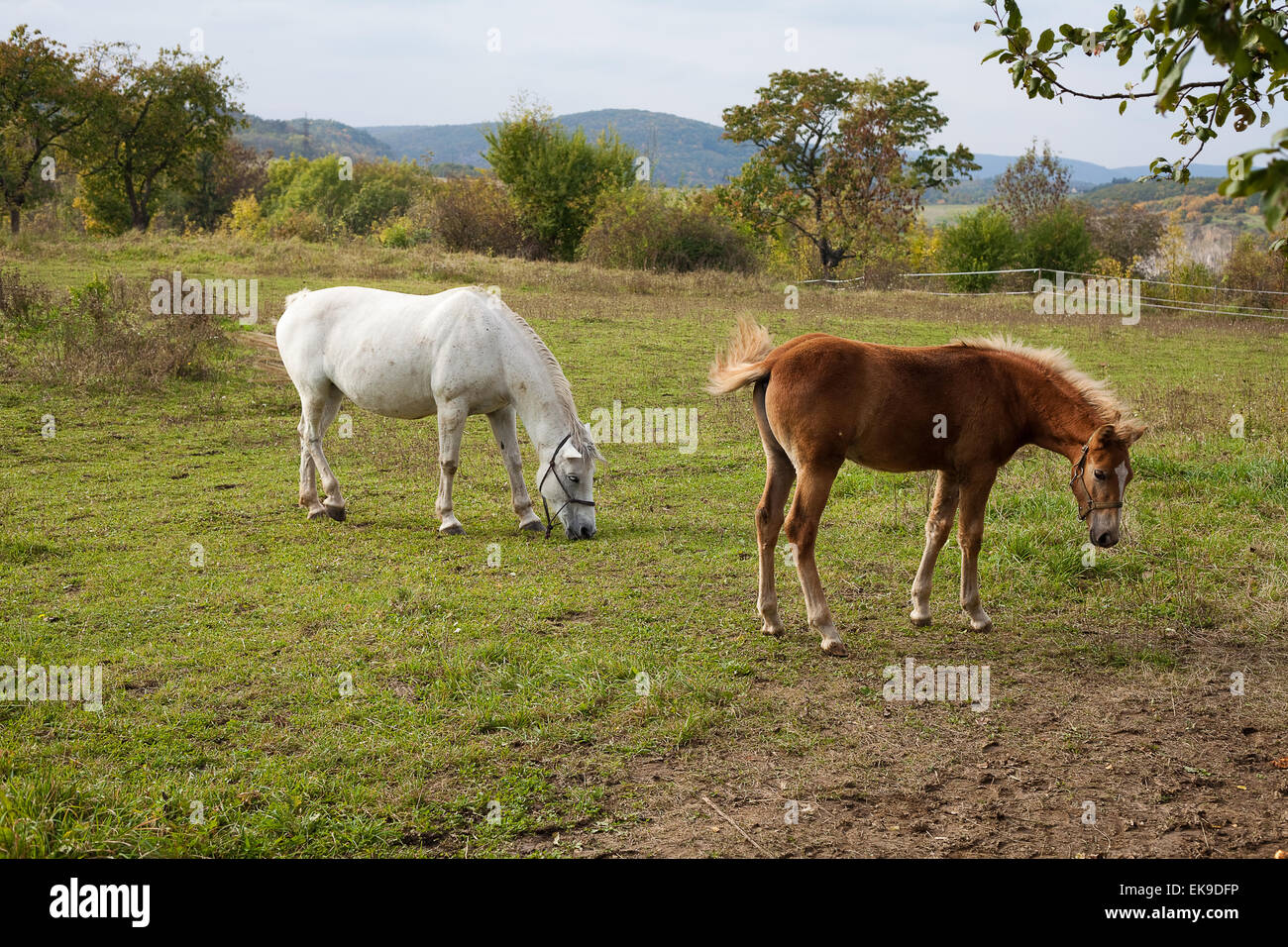 Horse walking profile hi-res stock photography and images - Alamy