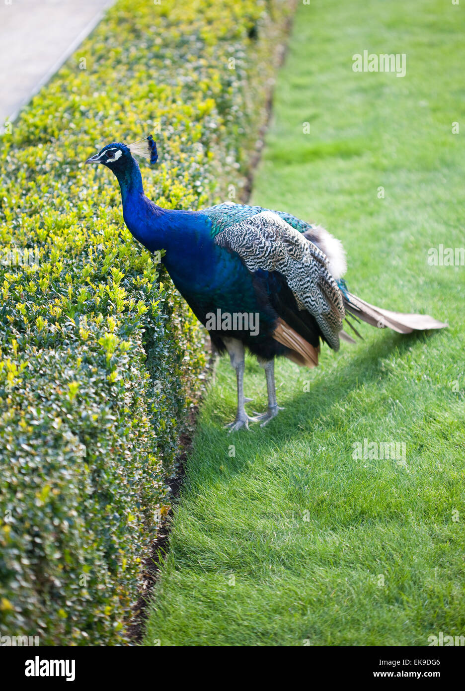 Beautiful peacocks in park hi-res stock photography and images - Alamy