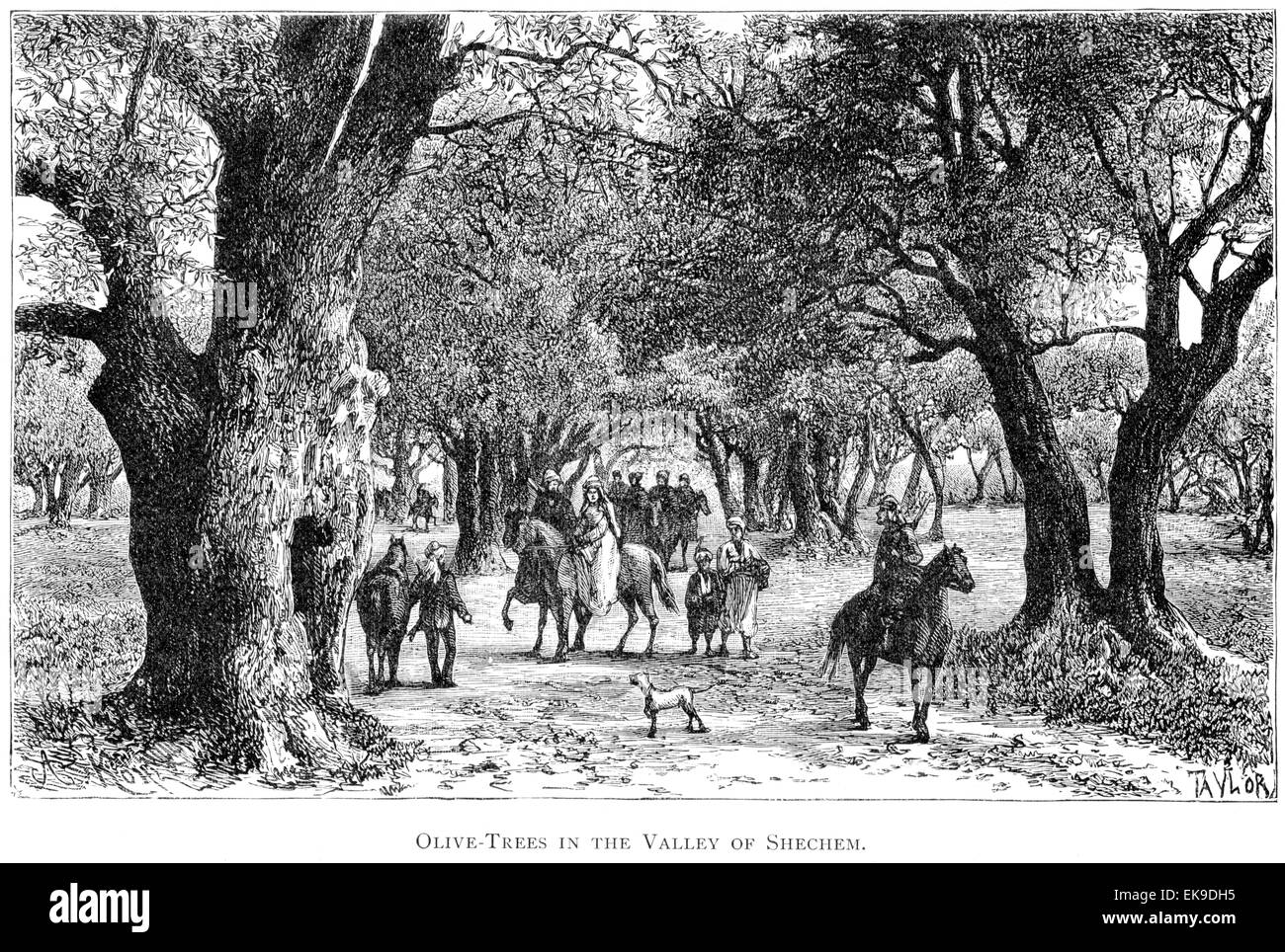 Shechem hi-res stock photography and images - Alamy