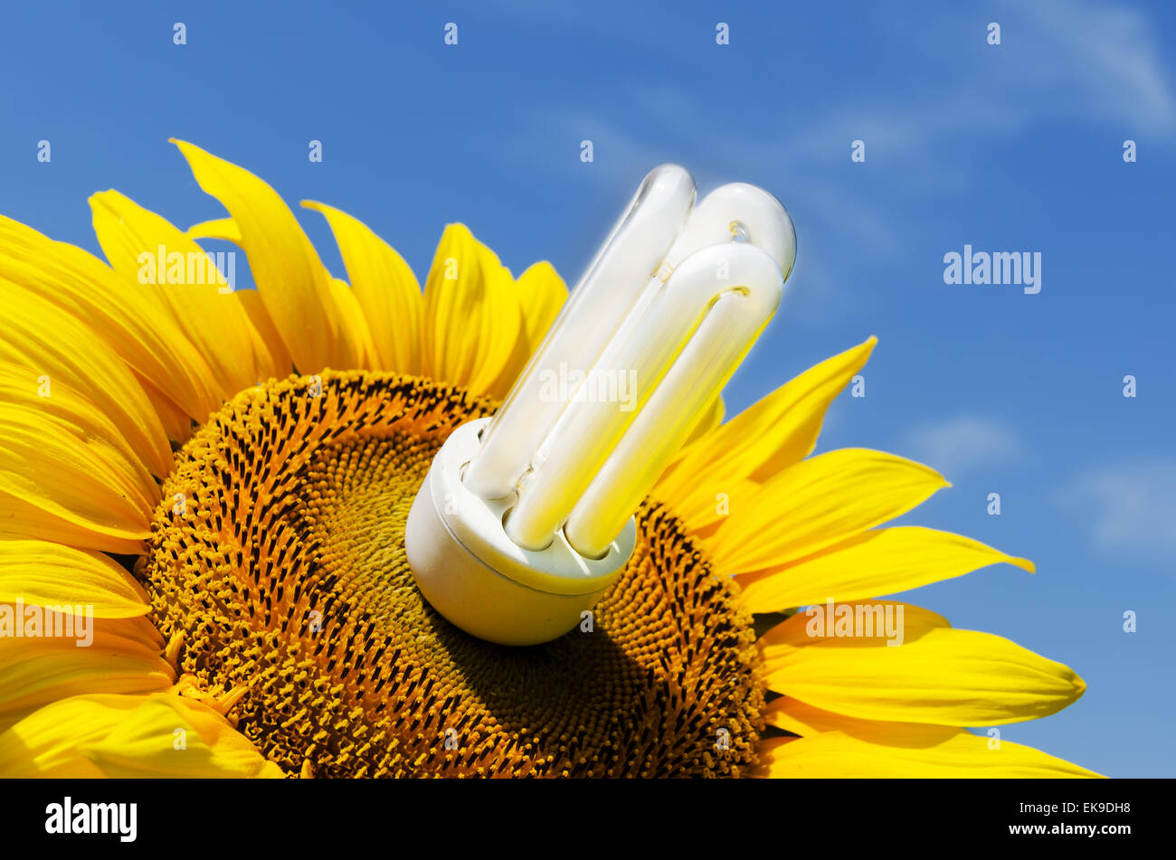 Light bulb sunflower hi-res stock photography and images - Alamy