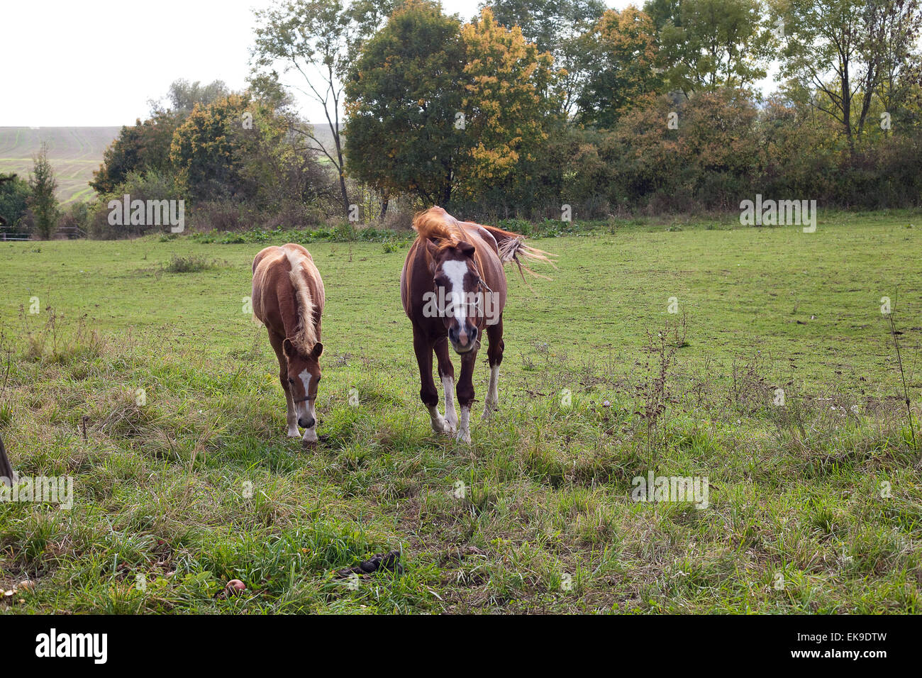 Full horse profile hi-res stock photography and images - Alamy