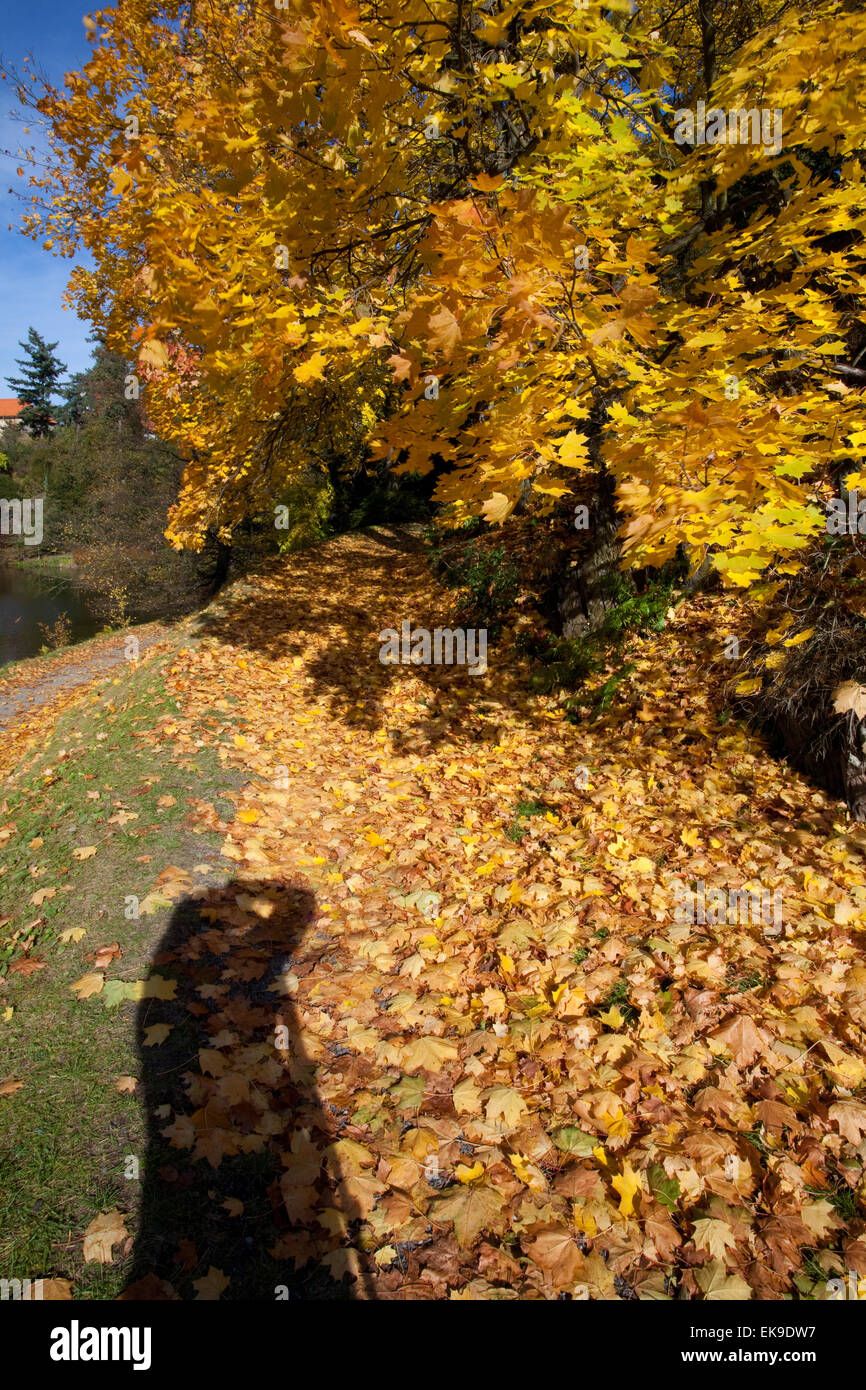 yellow autumn tree Stock Photo - Alamy