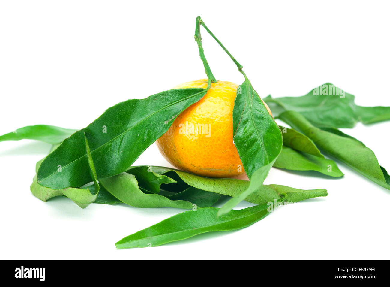 mandarin with green leaves isolated on white Stock Photo - Alamy