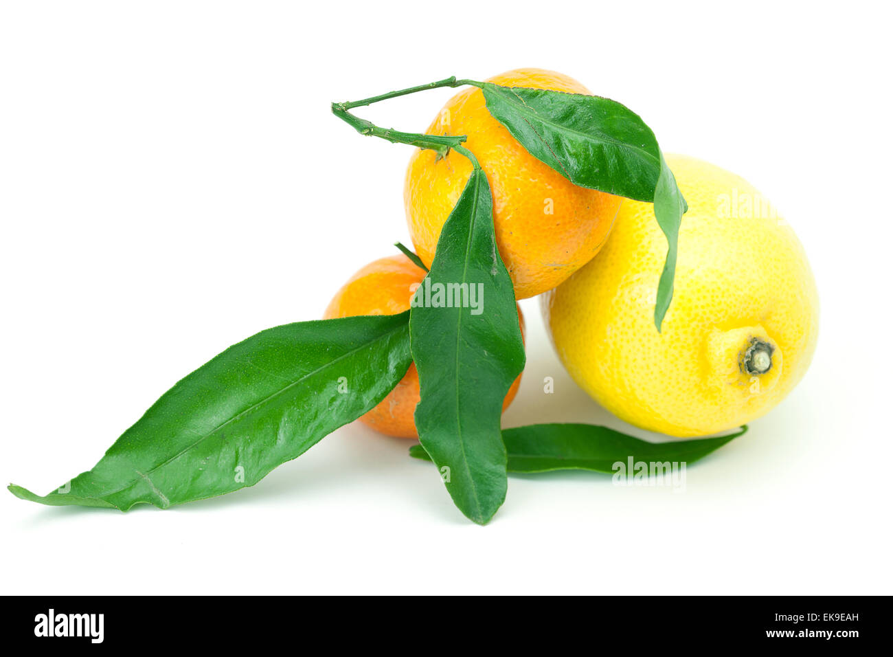 lemon and mandarin with green leaf isolated on white Stock Photo - Alamy