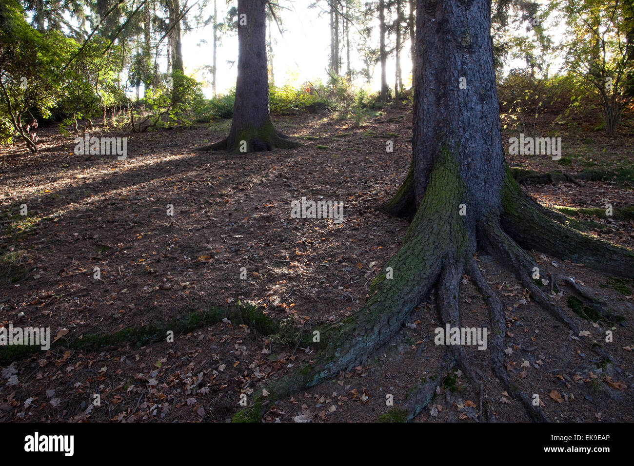 the roots of a tree in autumn forest Stock Photo - Alamy