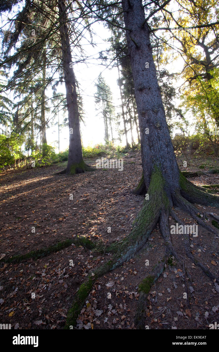the roots of a tree in autumn forest Stock Photo - Alamy