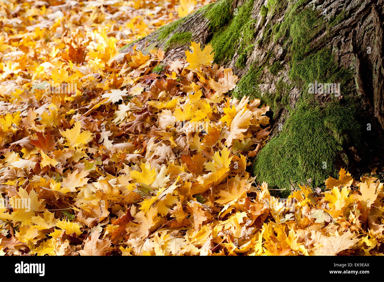 background of yellow autumn leaves Stock Photo - Alamy