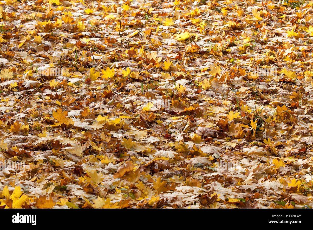 background of yellow autumn leaves Stock Photo - Alamy