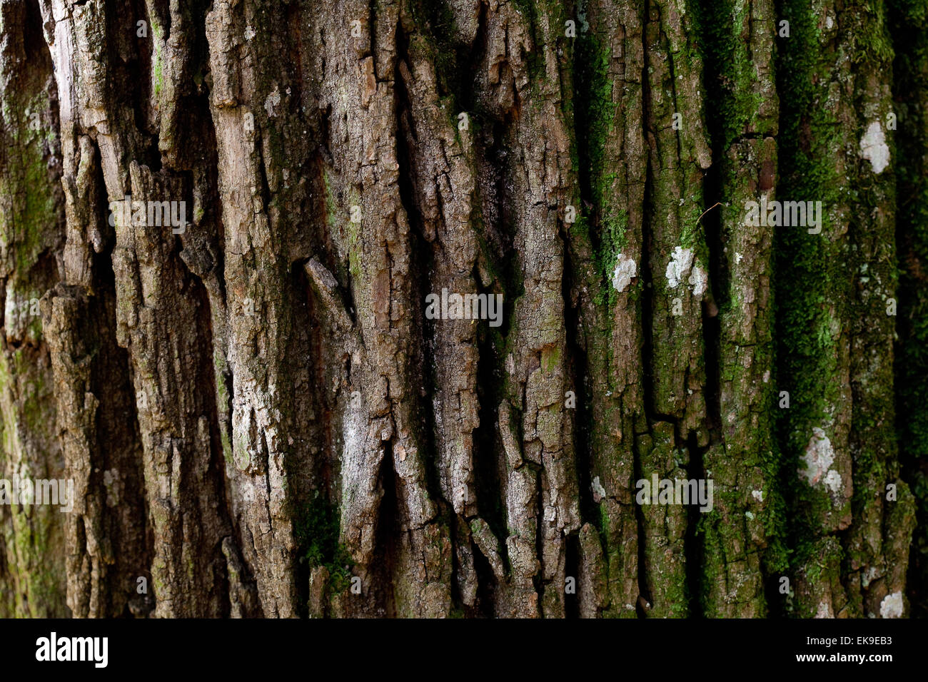 background of tree bark Stock Photo - Alamy