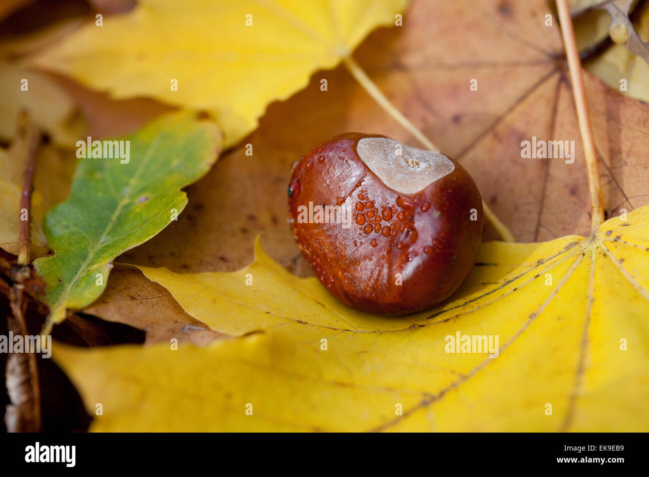 Chestnut color hi-res stock photography and images - Alamy