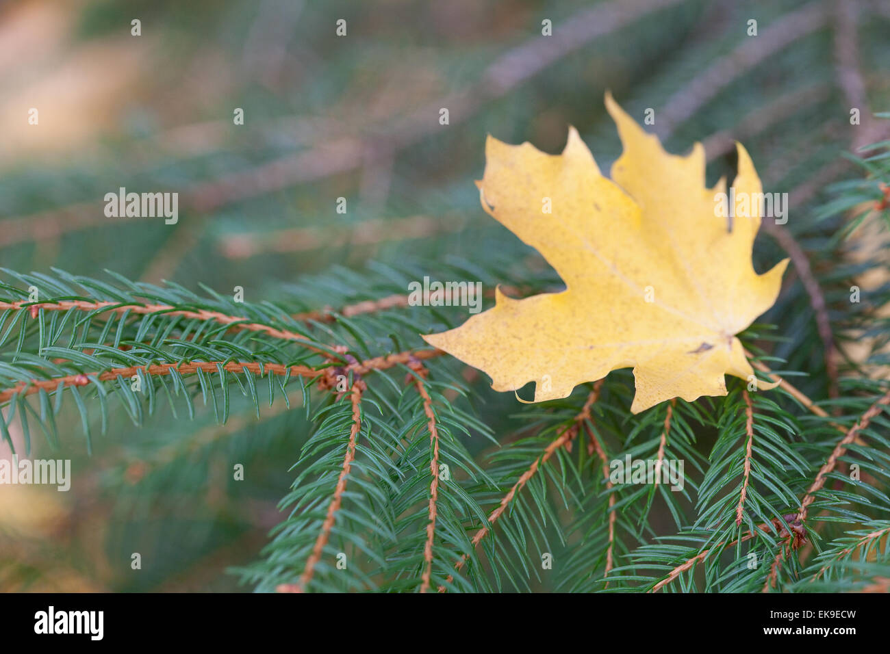 Fir and maple hi-res stock photography and images - Alamy
