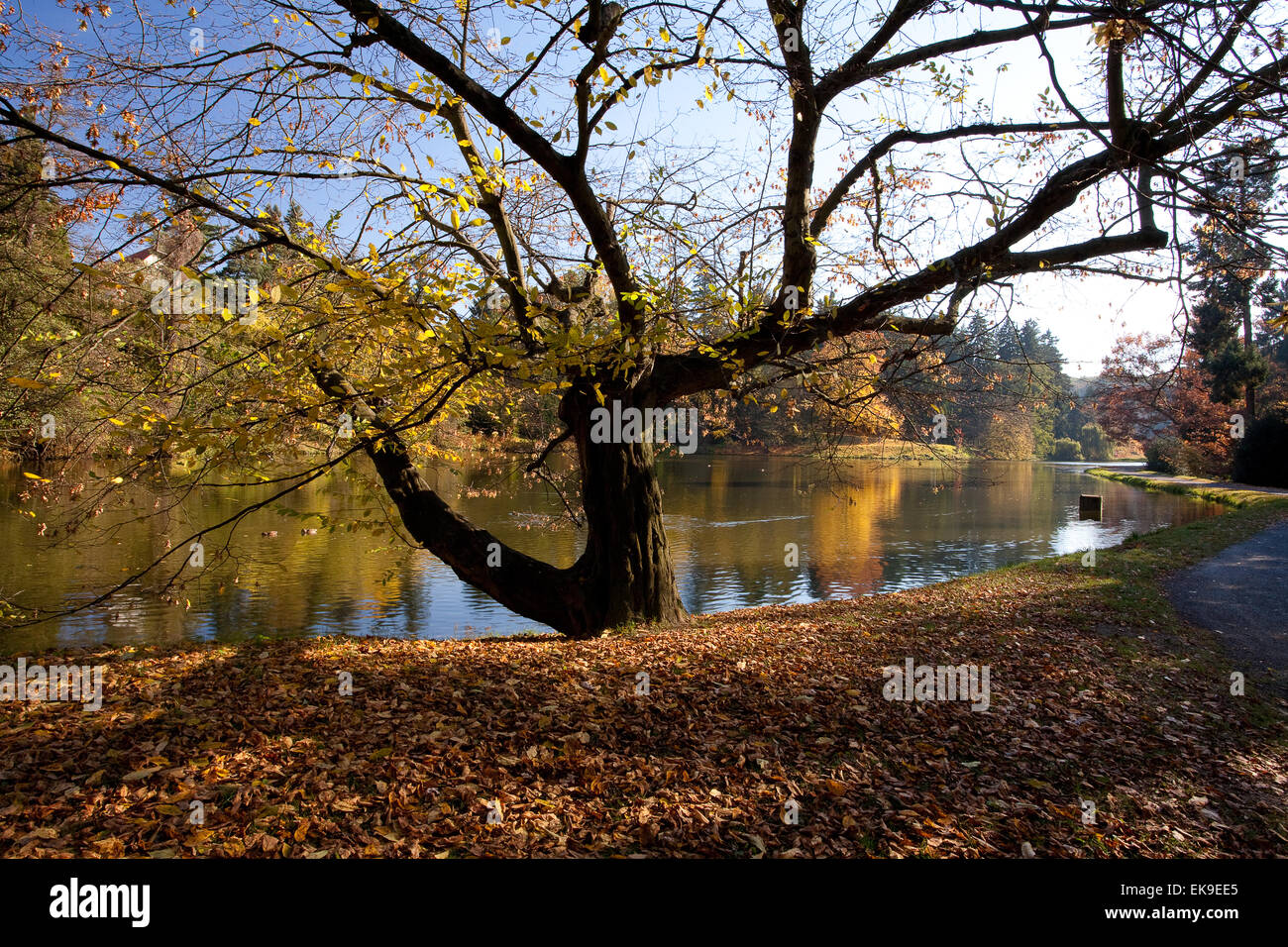 beautiful autumn landscape with colorful trees and a pond Stock Photo ...