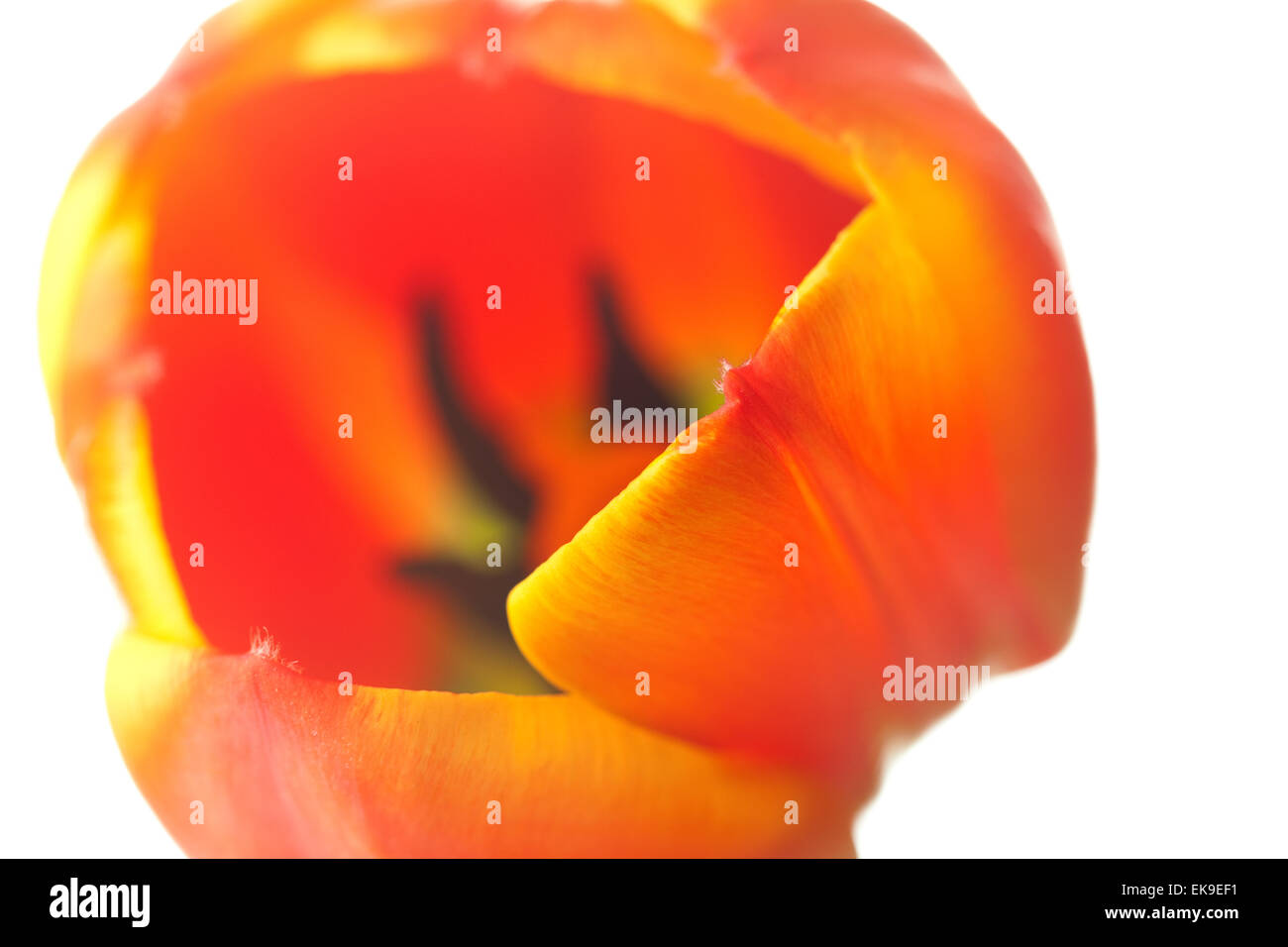 multicolored tulips isolated on white Stock Photo - Alamy