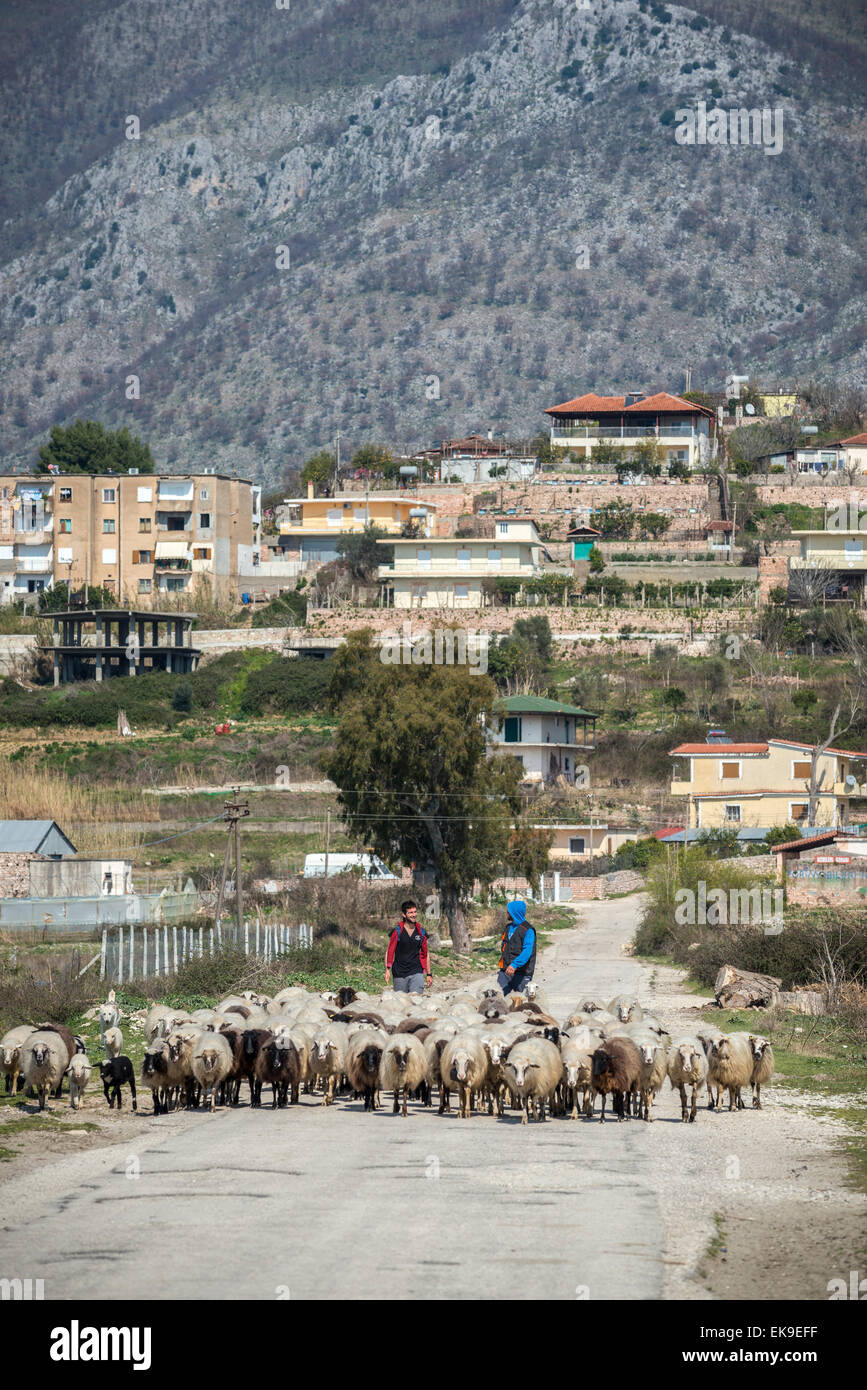 Shepheards with there flock at the village of Xarre on the Vrina plain ...