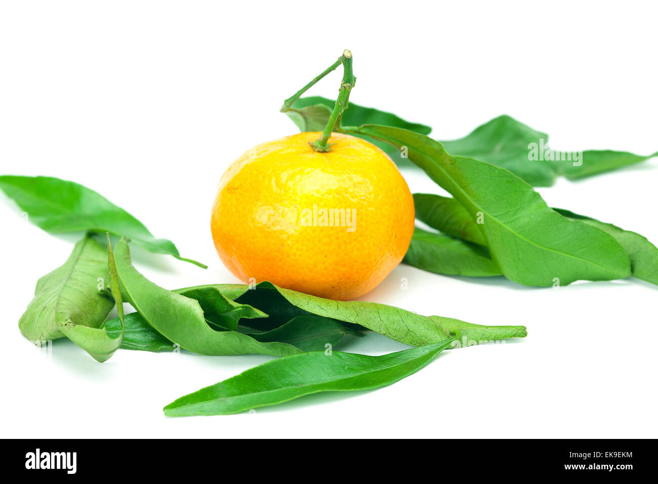 mandarin with green leaves isolated on white Stock Photo - Alamy