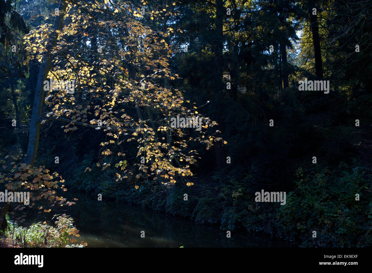 sun streaming through the tree crown Stock Photo - Alamy