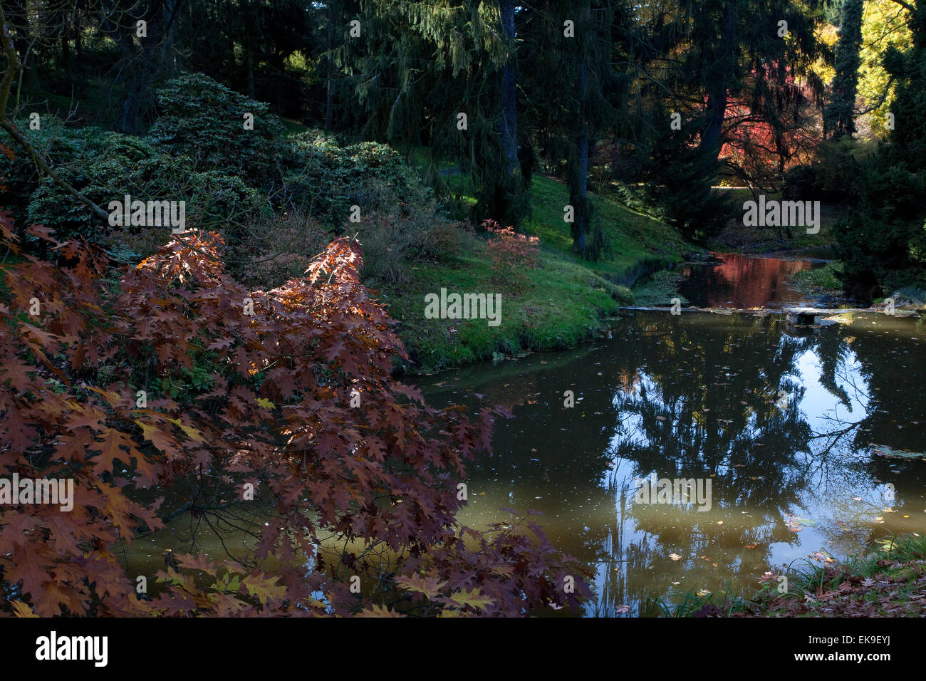 beautiful autumn landscape with colorful trees and a pond Stock Photo ...