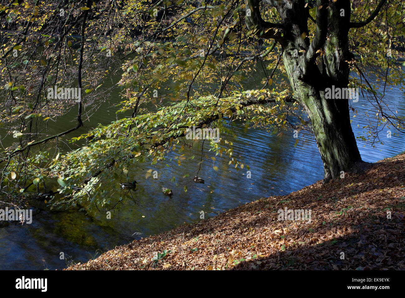 beautiful autumn landscape with colorful trees and a pond Stock Photo ...