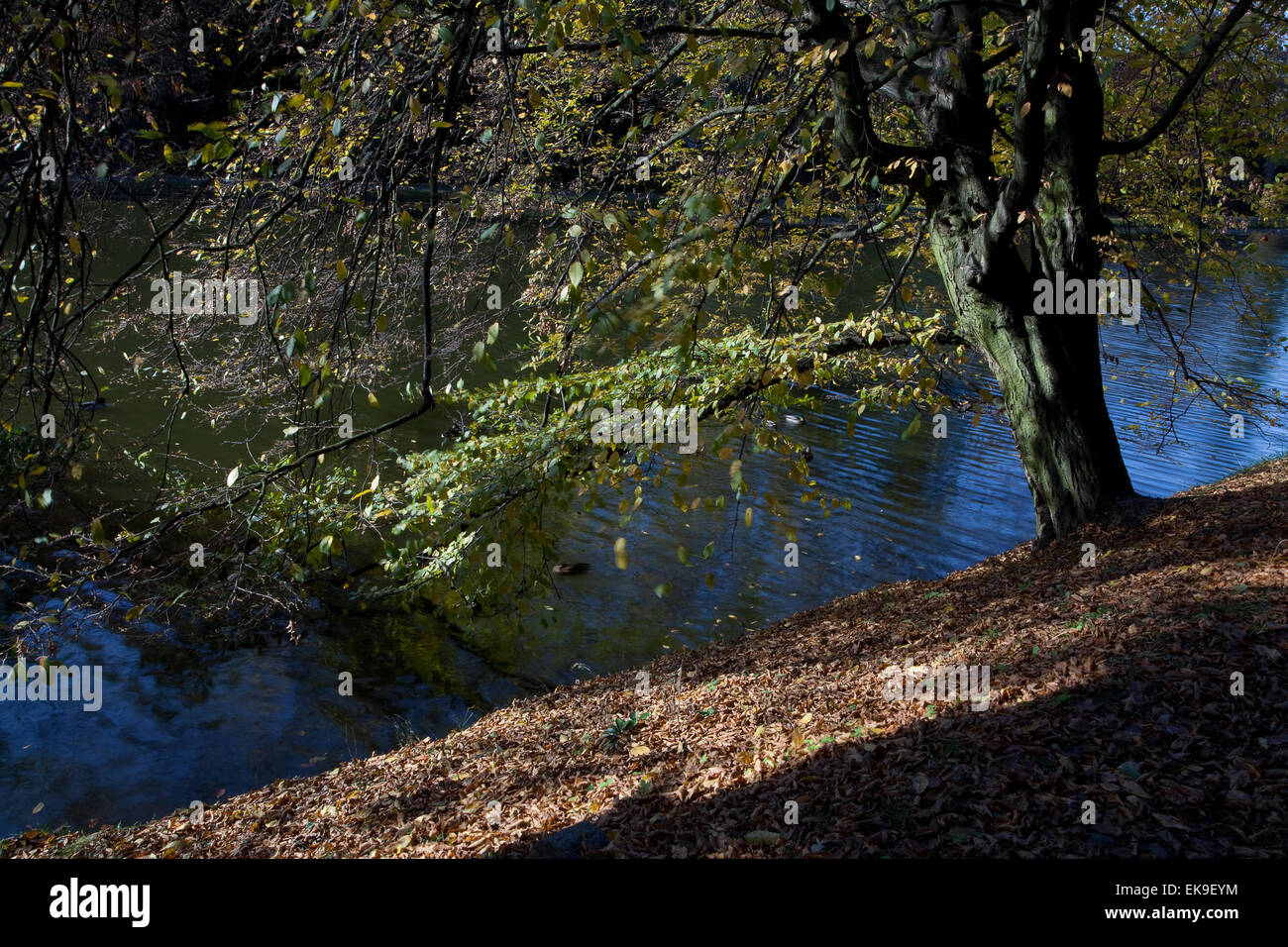 beautiful autumn landscape with colorful trees and a pond Stock Photo ...
