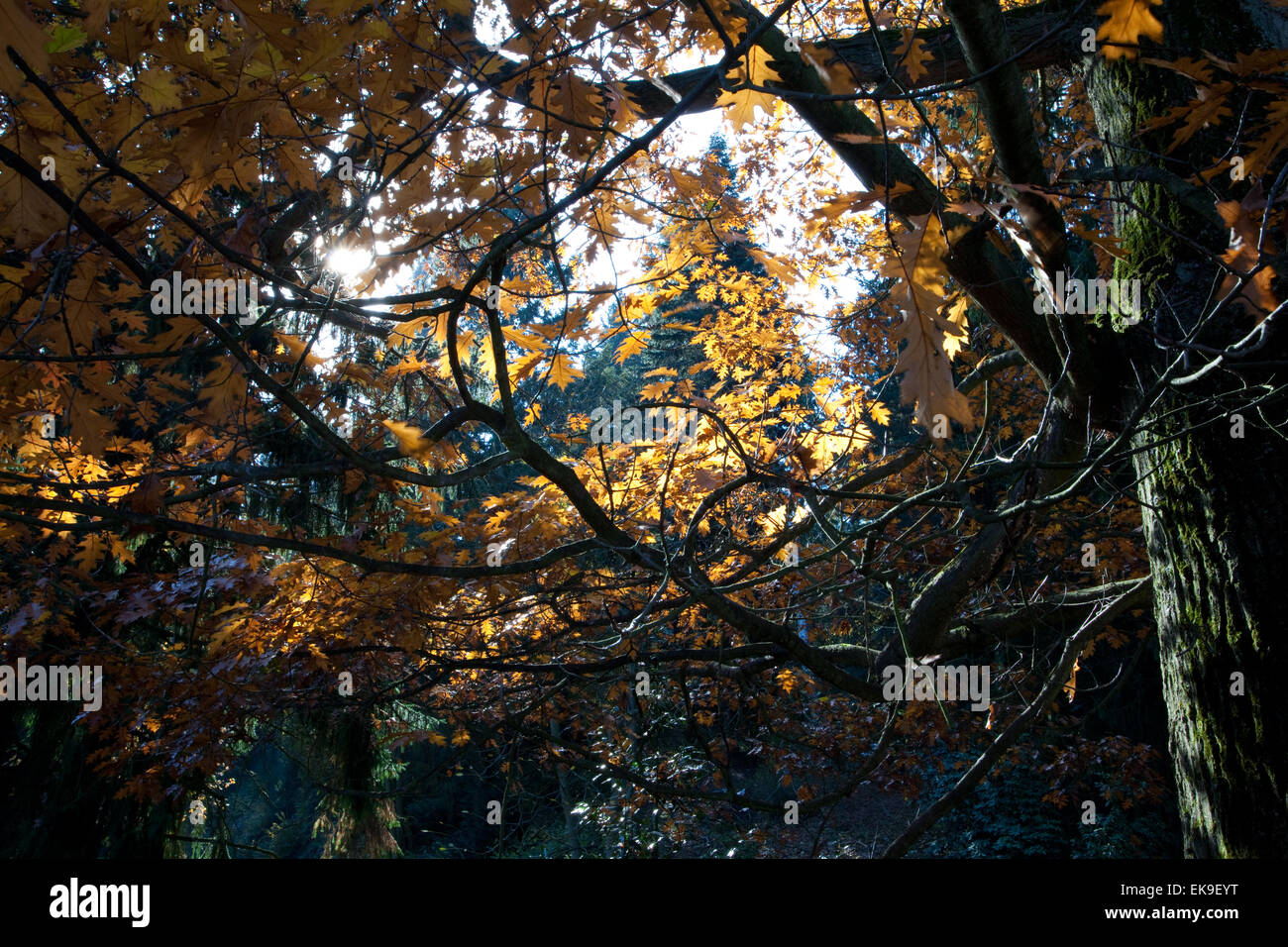 Beautiful sun streaming through hi-res stock photography and images - Alamy