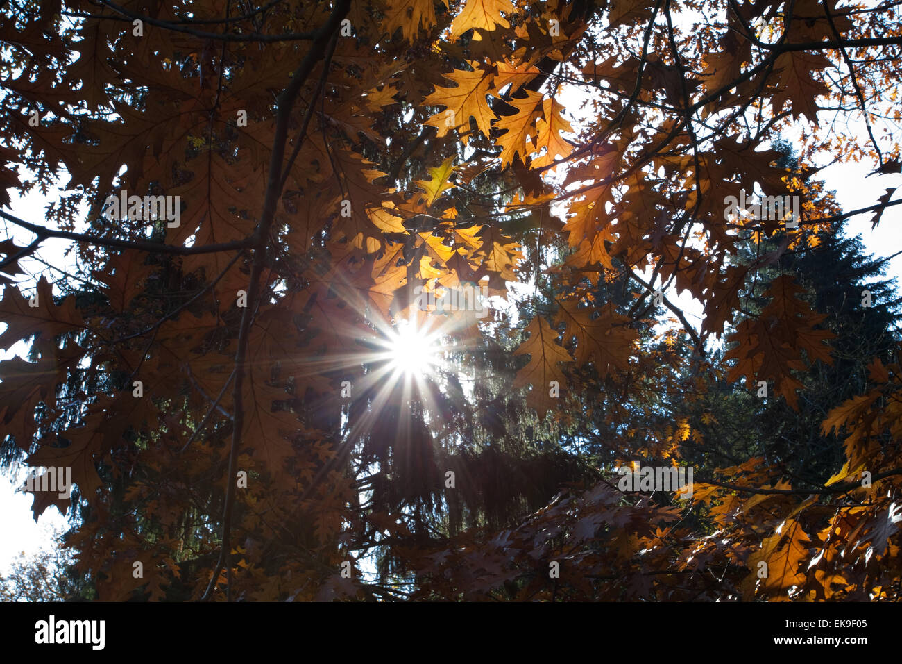 sun streaming through the tree crown Stock Photo - Alamy