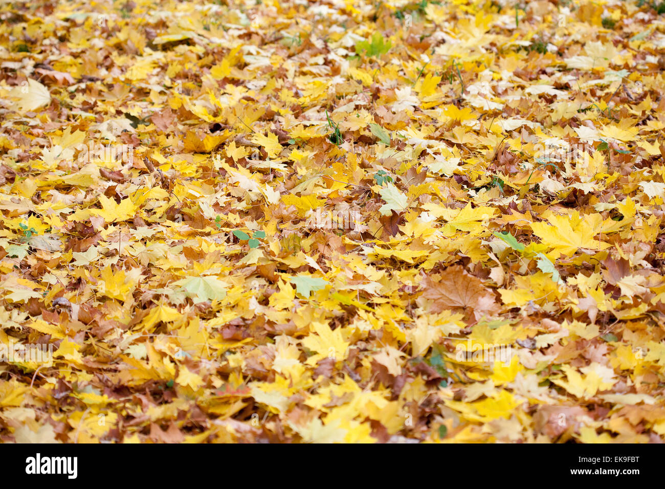 background of yellow autumn leaves Stock Photo - Alamy