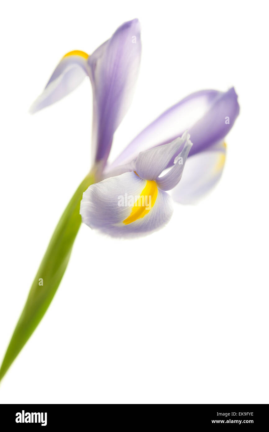 Single iris flower Cut Out Stock Images & Pictures - Alamy