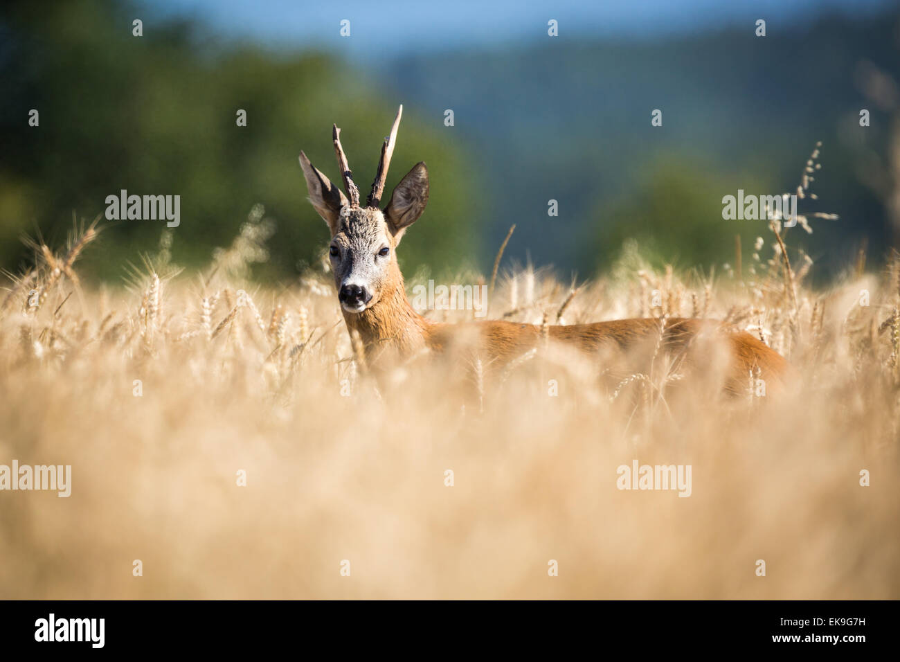 Capreolus capreolus portrait in field hi-res stock photography and ...