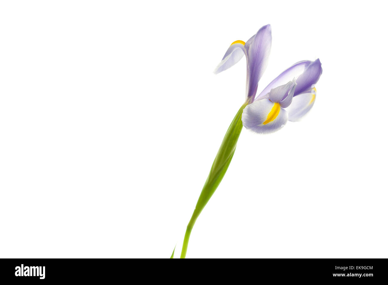 Iris isolated on white Stock Photo - Alamy