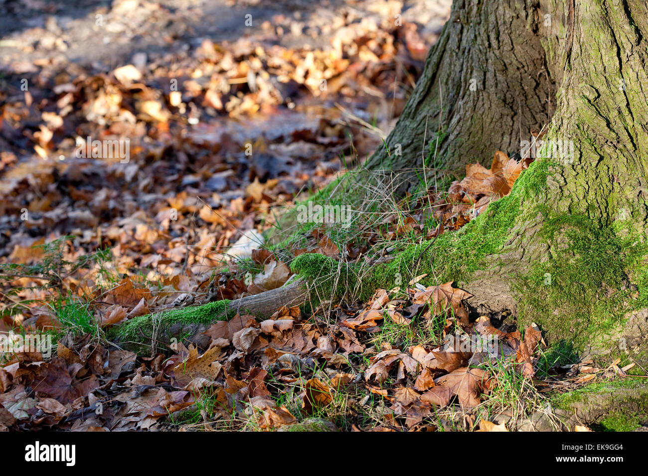 large tree roots in the moss in autumn forest Stock Photo - Alamy