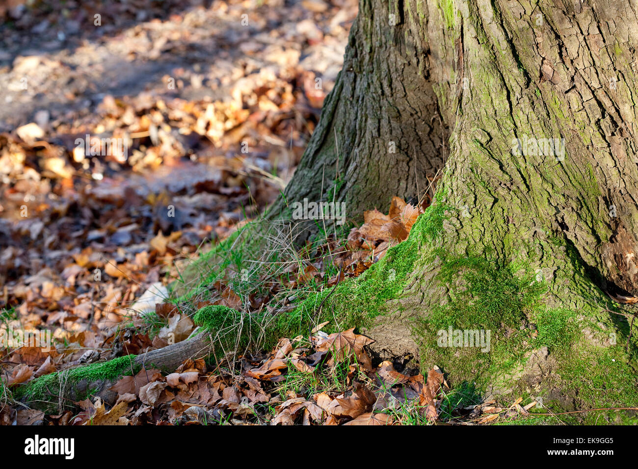 large tree roots in the moss in autumn forest Stock Photo - Alamy