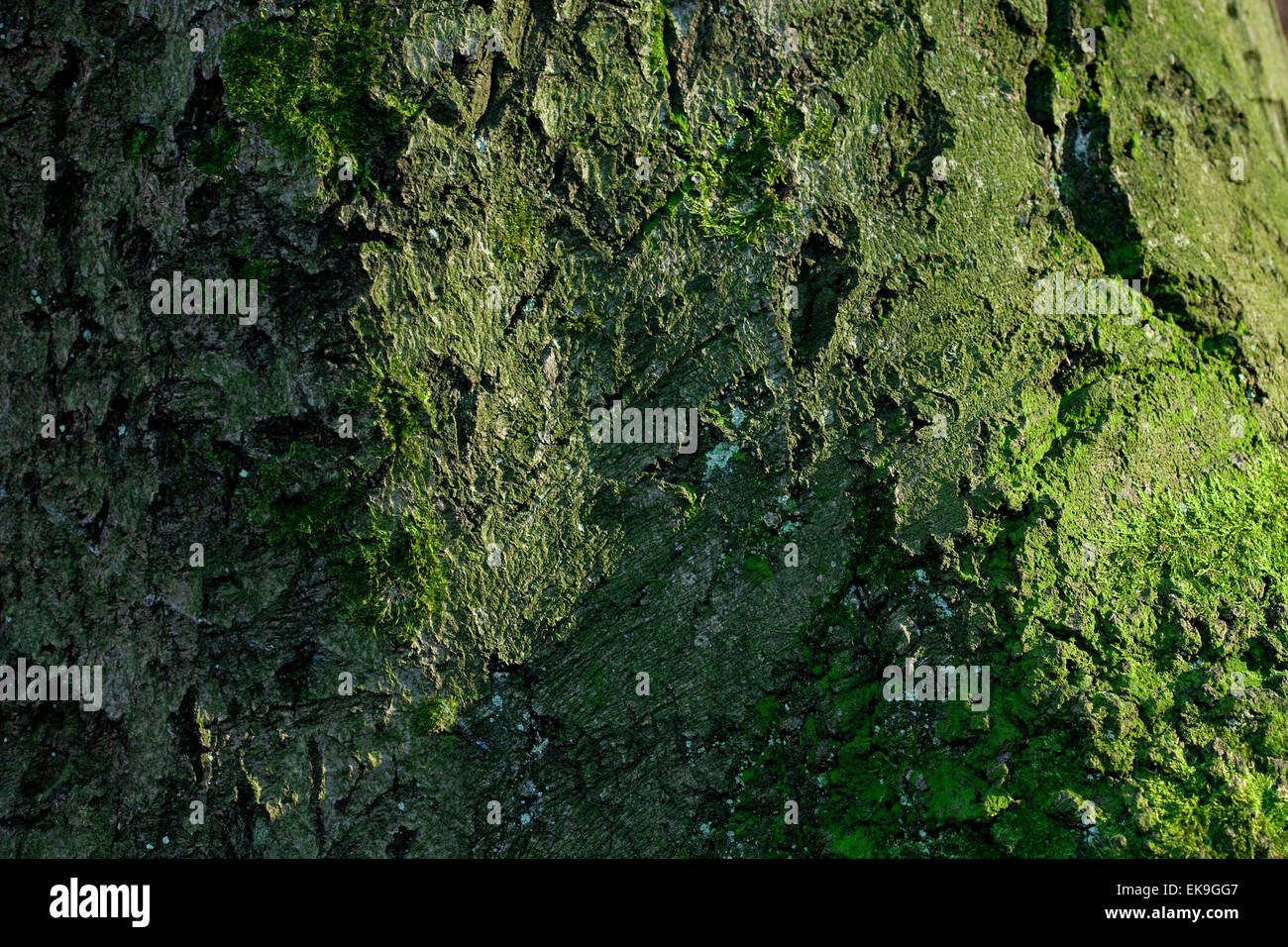 large tree roots in the moss in autumn forest Stock Photo - Alamy