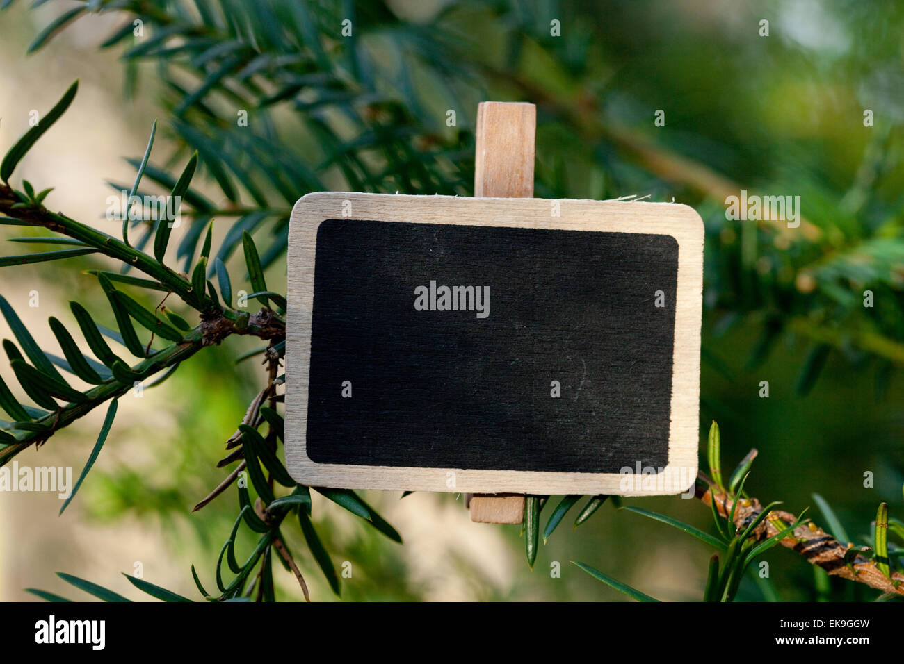 blackboard attached to a tree branch in the forest Stock Photo - Alamy