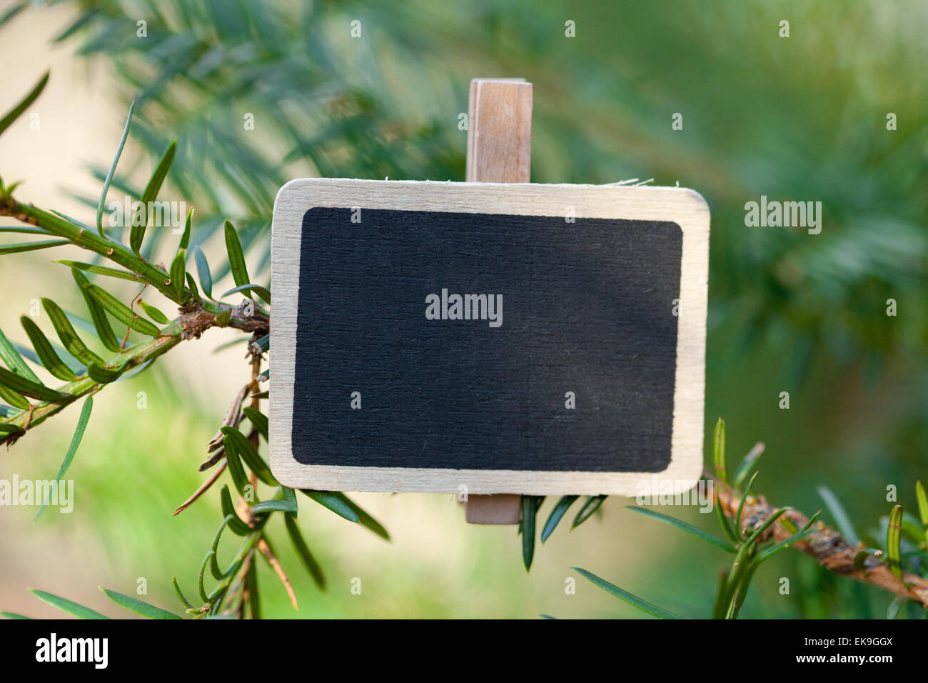 blackboard attached to a tree branch in the forest Stock Photo - Alamy