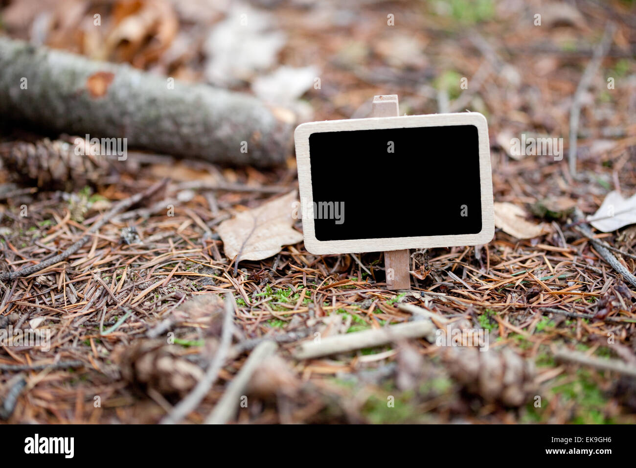 blackboard attached to a tree branch in the forest Stock Photo - Alamy
