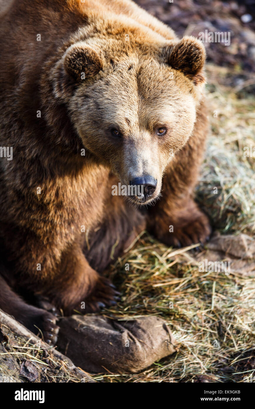 Brown bear aggression hi-res stock photography and images - Alamy
