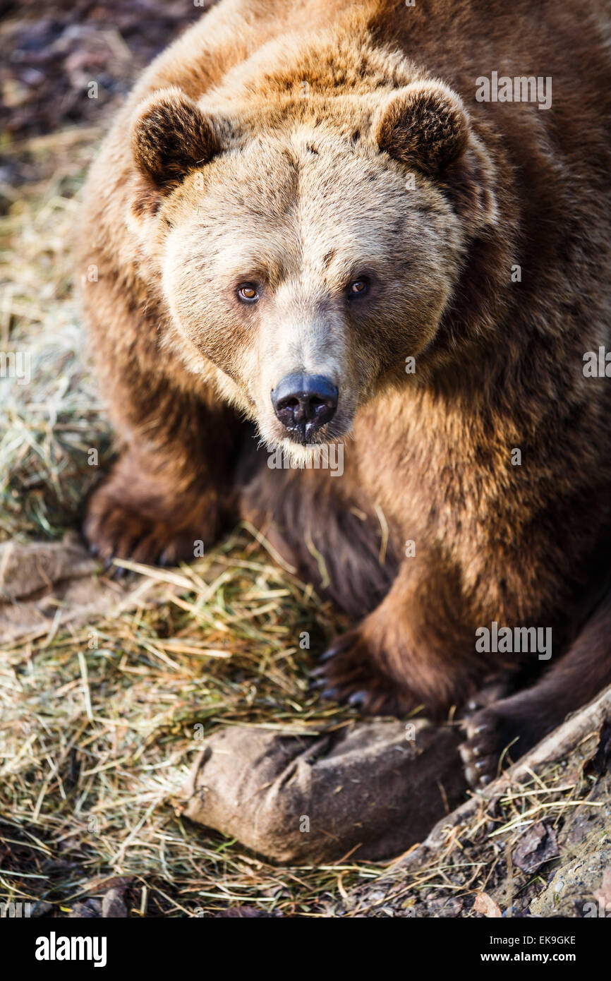 Angry grizzly bear standing hi-res stock photography and images - Alamy