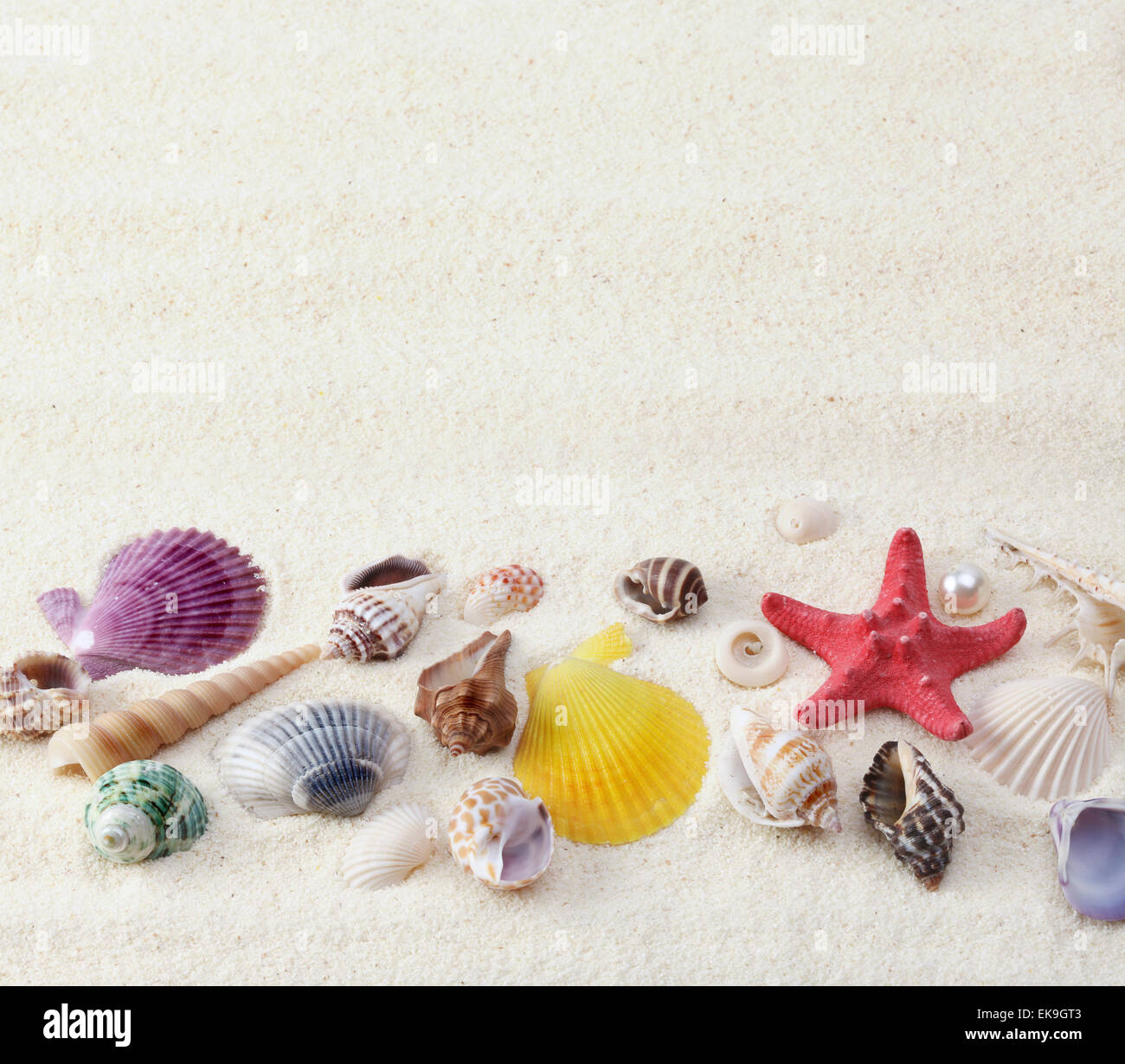 sea shell on sand Stock Photo - Alamy