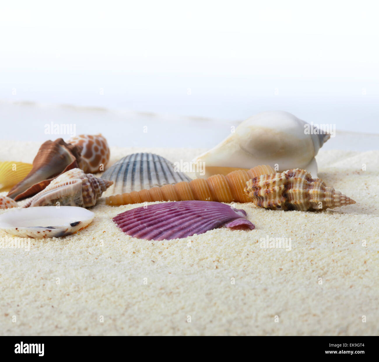 sea shell on sand Stock Photo - Alamy