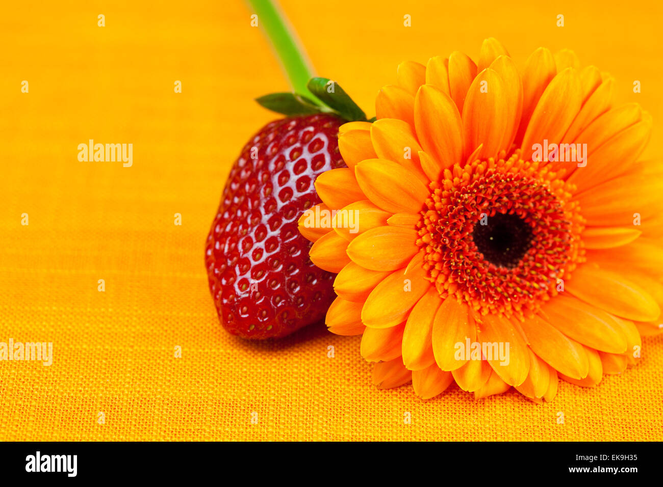 Gerbera flower strawberries lying on the orange fabric Stock Photo - Alamy