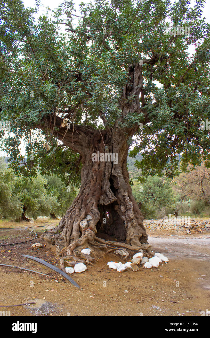 old olive tree Stock Photo - Alamy