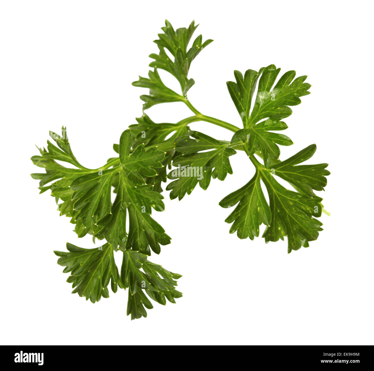 parsley isolated on white background Stock Photo - Alamy
