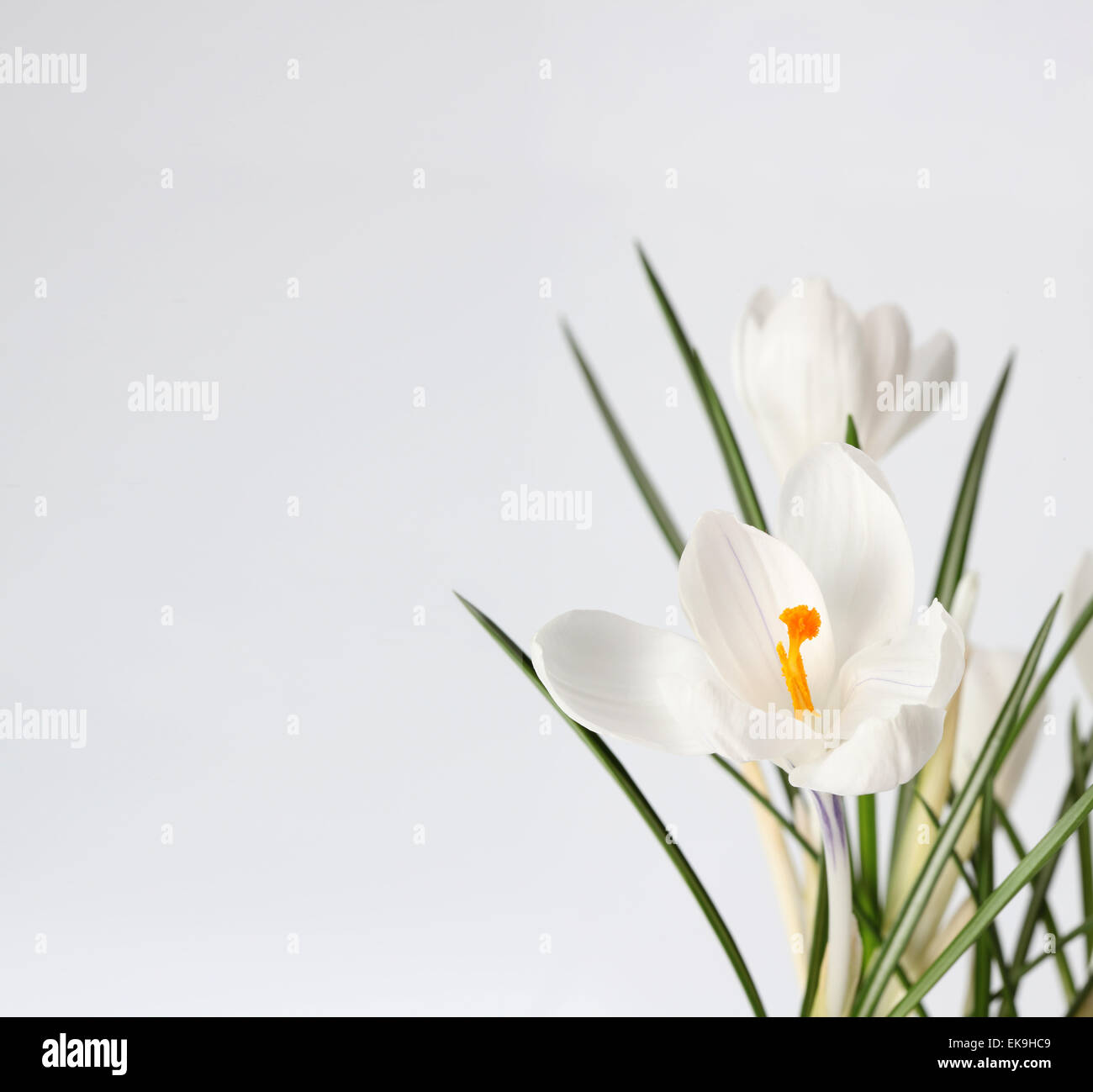 Flowers for banner hi-res stock photography and images - Alamy