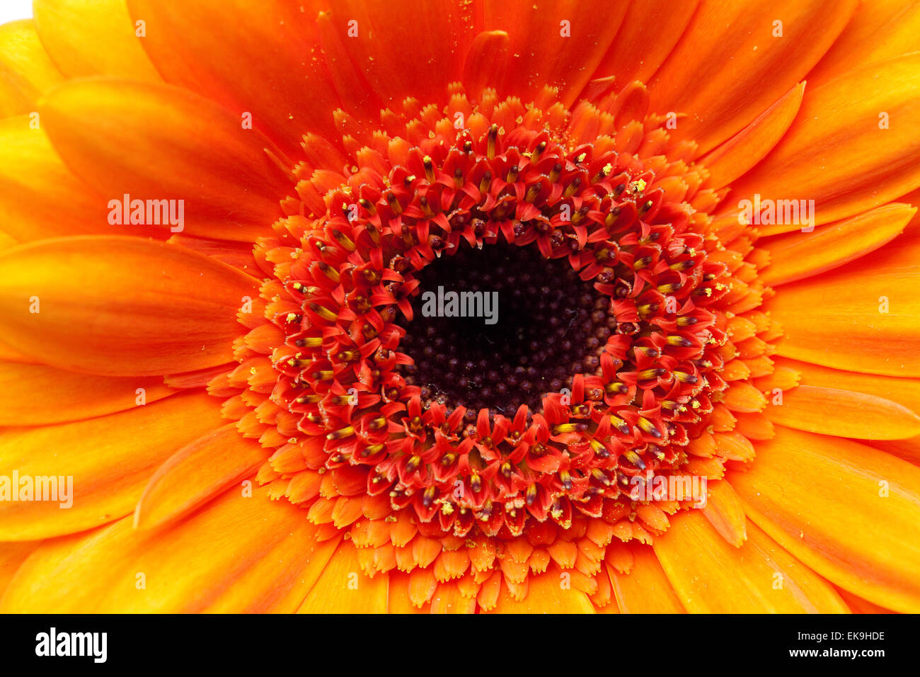 a background of an orange gerbera flower Stock Photo - Alamy
