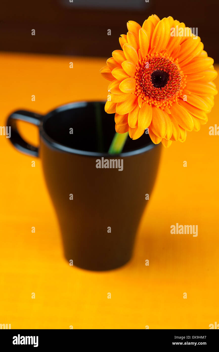 gerbera flower in a black cup of the orange fabric Stock Photo - Alamy