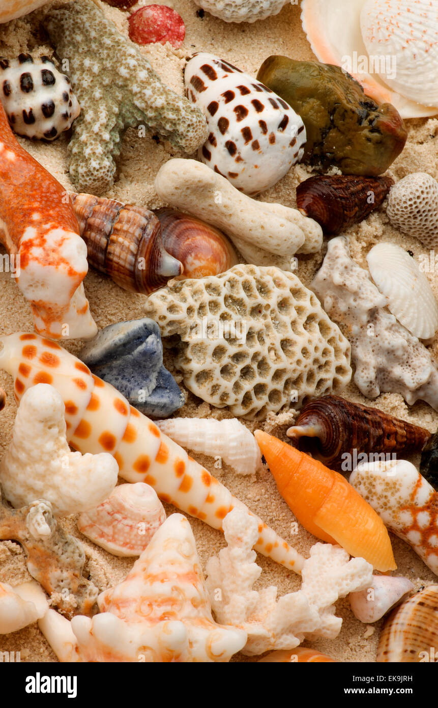 Ocean Shell Background Stock Photo - Alamy