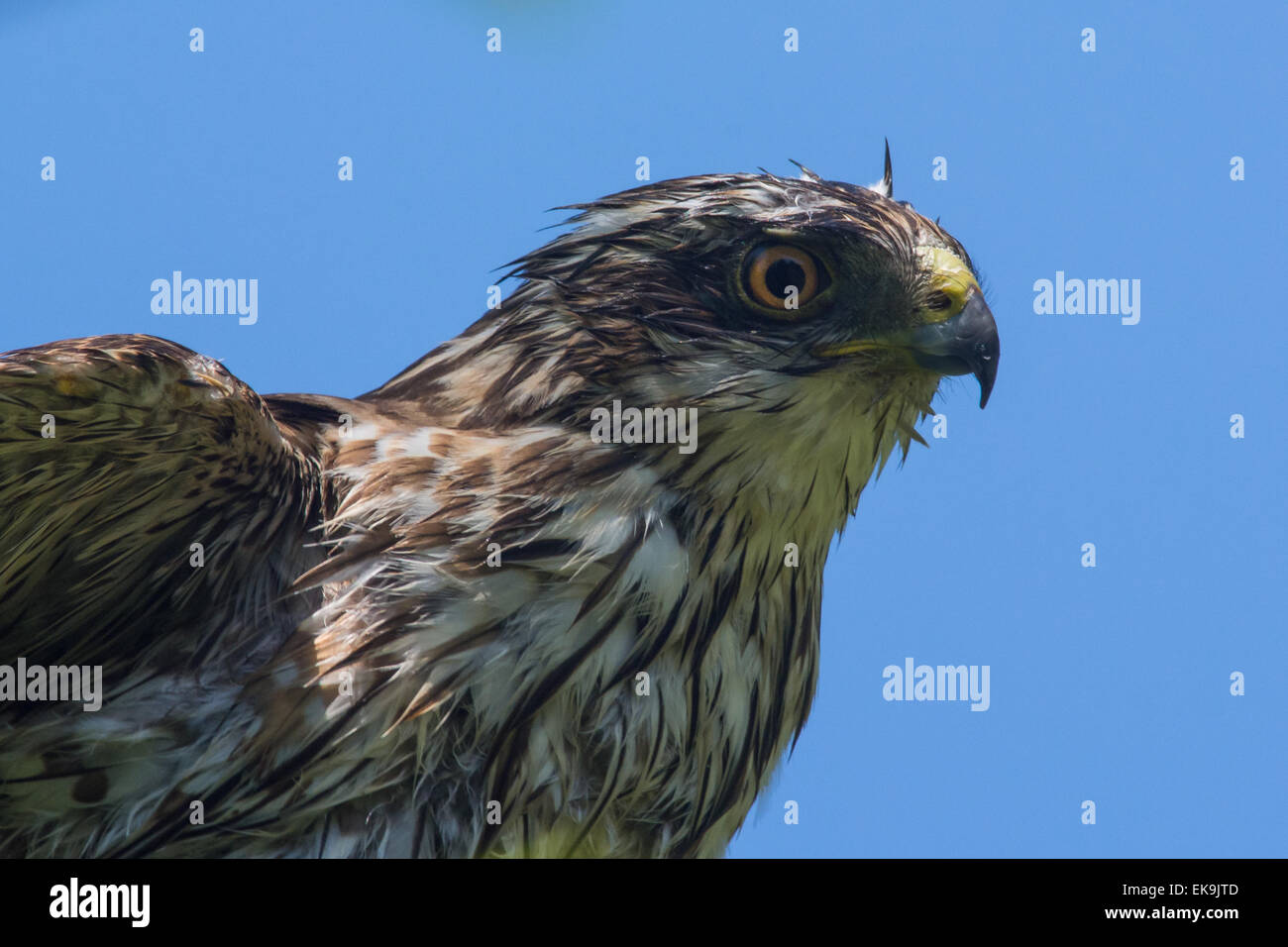 Juvenile sharp shinned hawk hi-res stock photography and images - Alamy