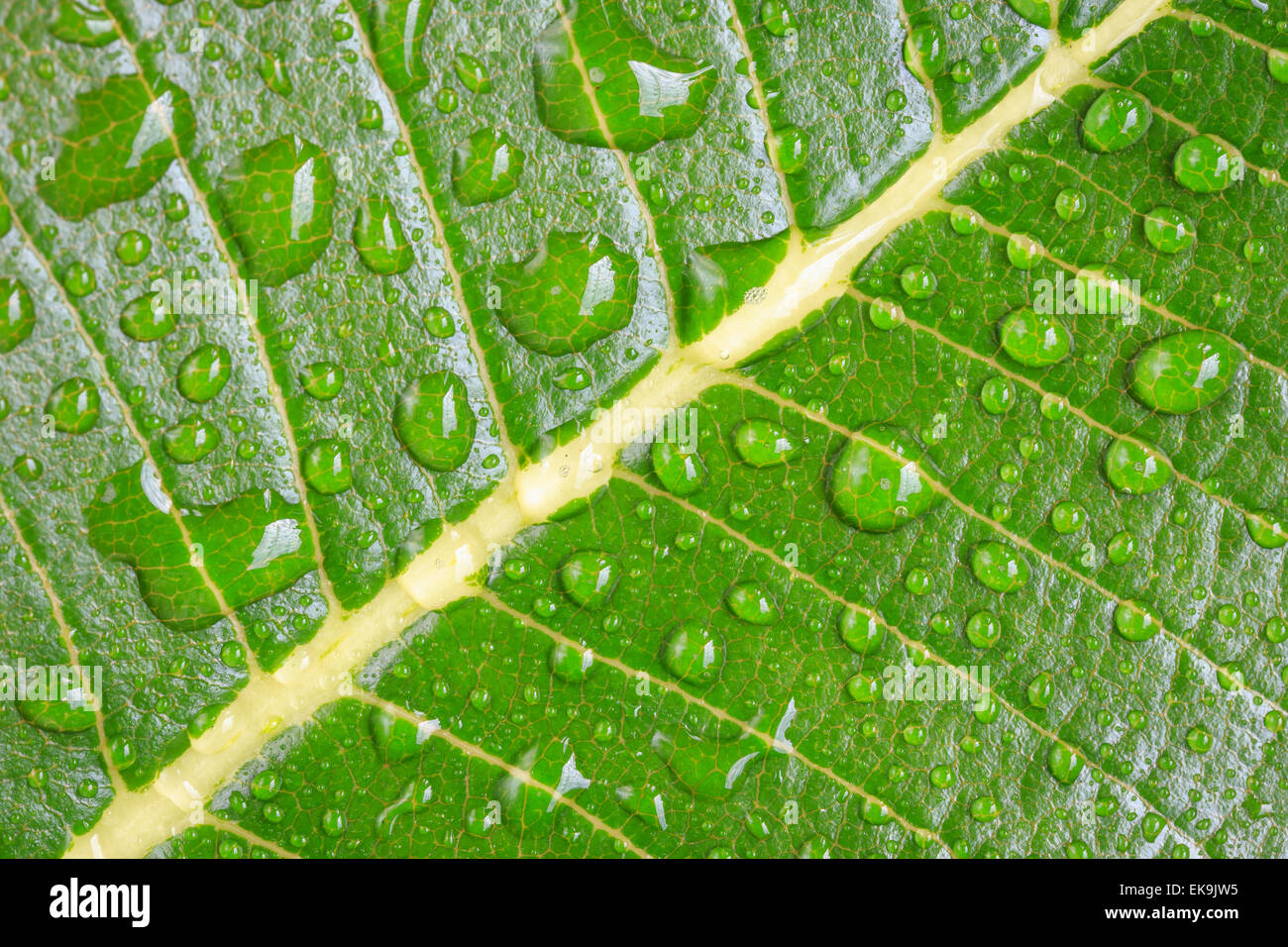 Close up water drop on green leaf Stock Photo - Alamy