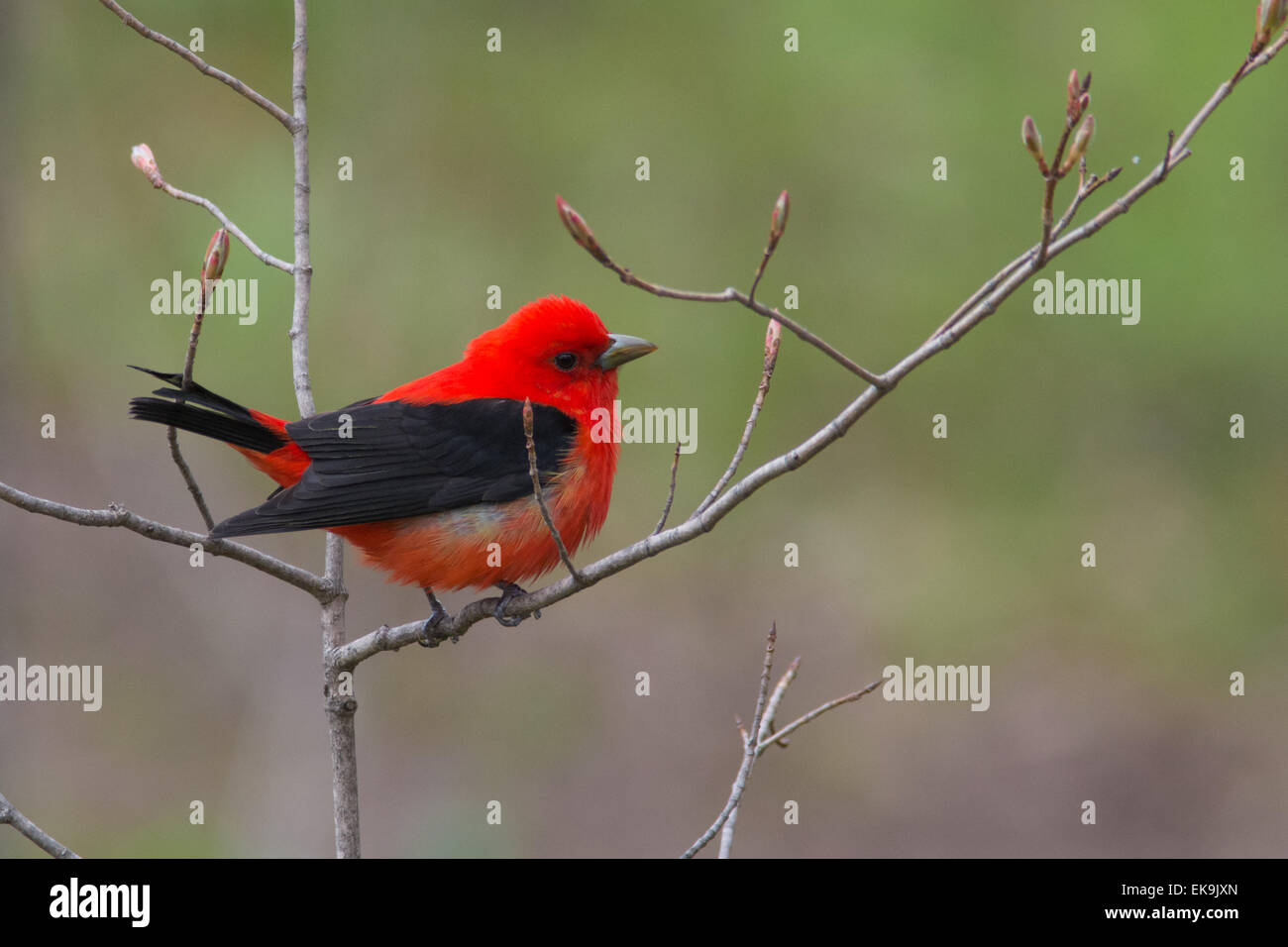 Scarlet Tanager perched on a branch during spring migration Stock Photo ...