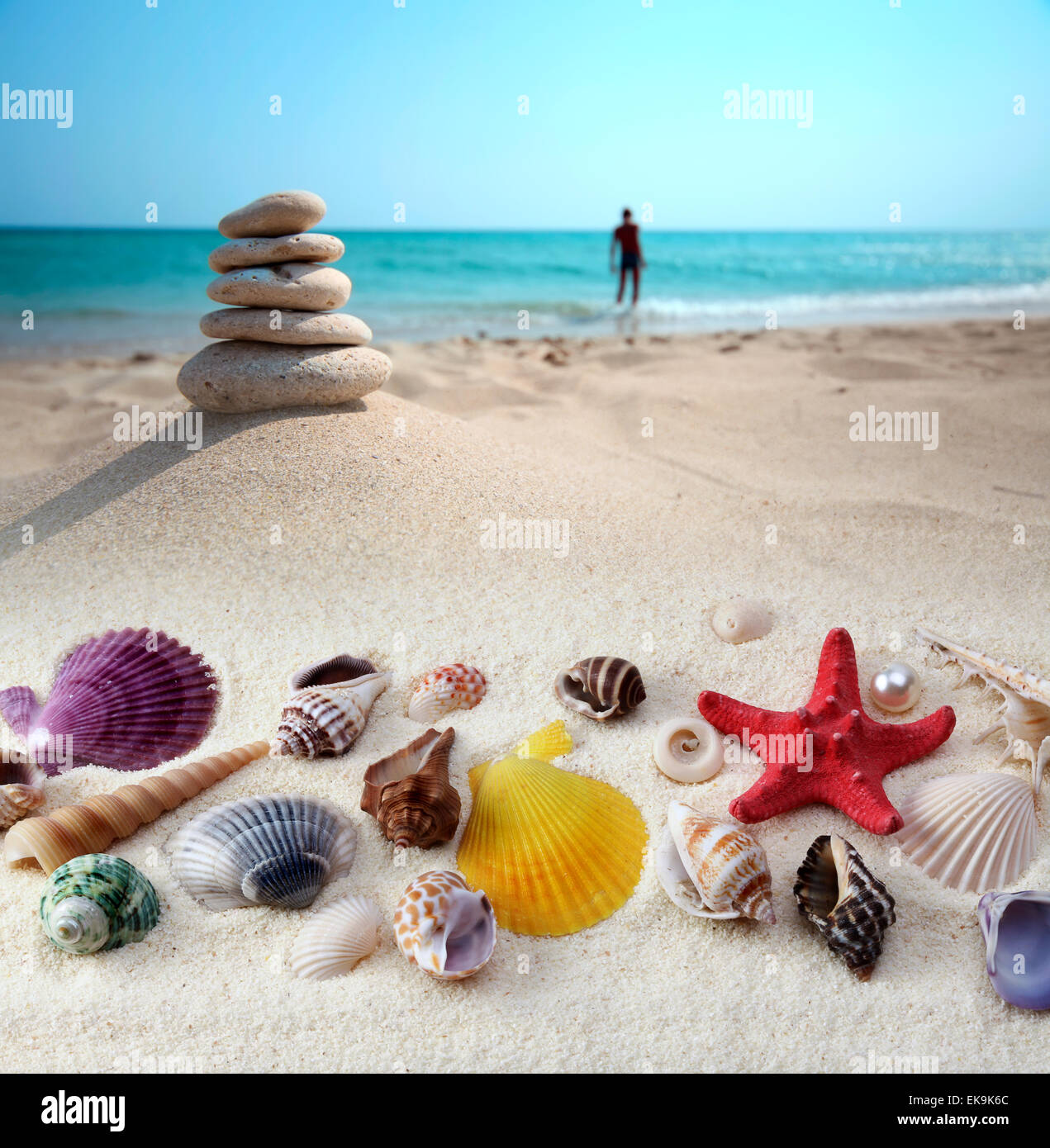 sea shells on sand beach Stock Photo - Alamy